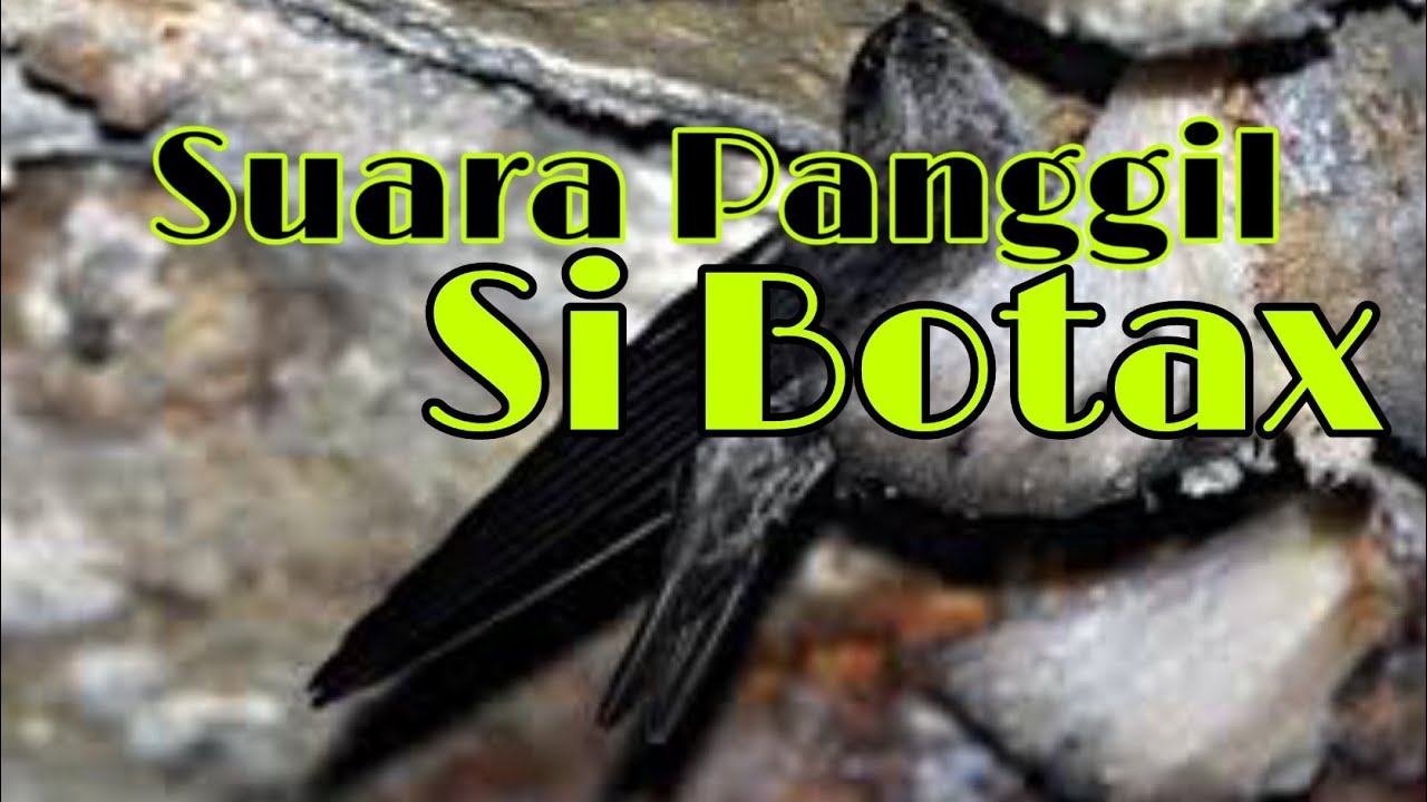 SP Si Botak - YouTube
