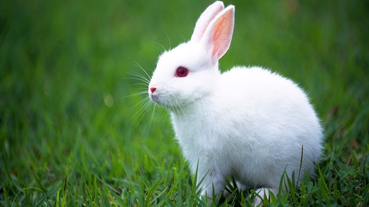 Dog TV 🐇 Rabbits For Dogs To Watch 🐶 - YouTube