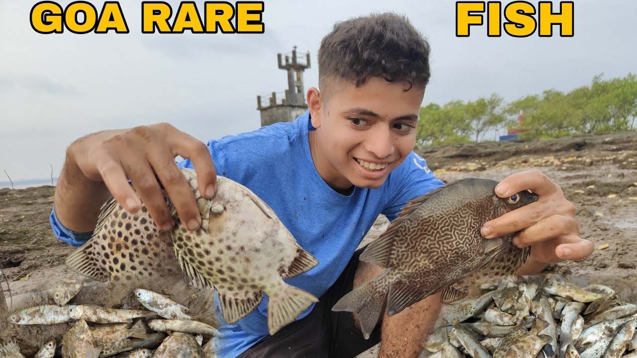 I Caught Rare Fish in Goa (Fish fry) Goa local fish - YouTube