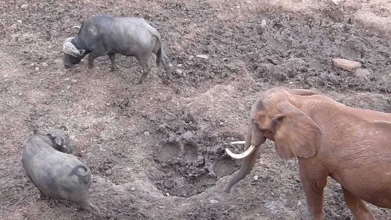 Elephants Vs Buffalo - Elephant and Buffalo interaction - Treetops ...