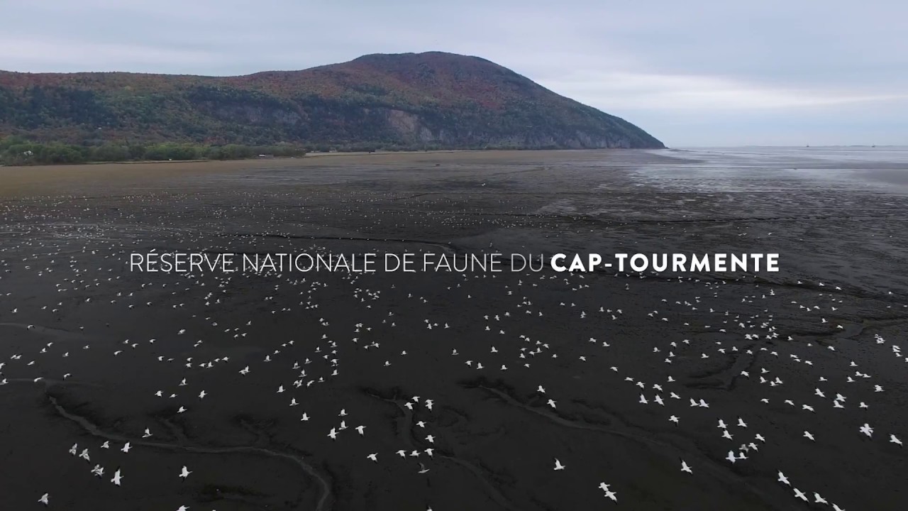 Découvrez la réserve nationale de faune du Cap-Tourmente – tout près de ...