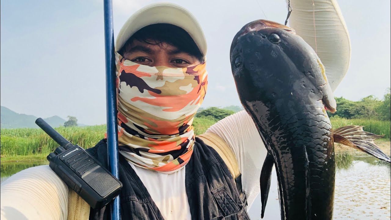 AMAZING!!! BIG SNAKEHEAD FISH ATTACKED FROG’S BAIT - YouTube