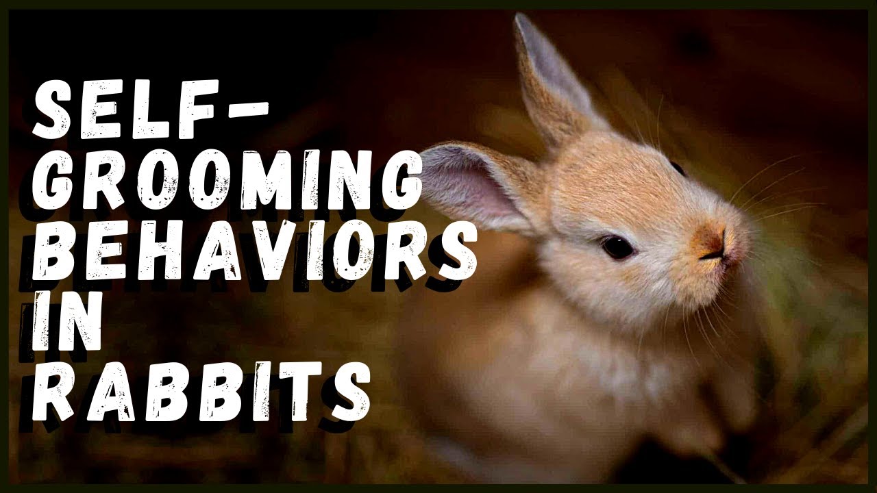 Healthy and unhealthy Self Grooming Behaviors in Rabbits - YouTube