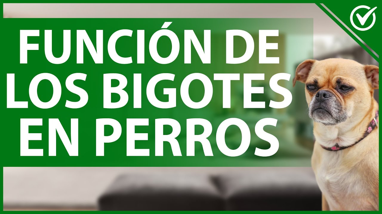 🐶 Función de los Bigotes En los Perros - Para Qué Sirven 🐶 - YouTube