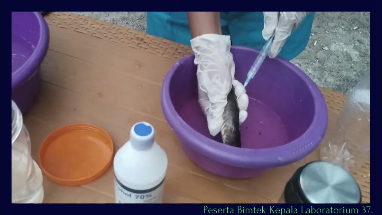 Praktek Laboratorium Pengawetan Basah Ikan Gabus_ Bimtek Kepala Lab. UPI Bandung - YouTube
