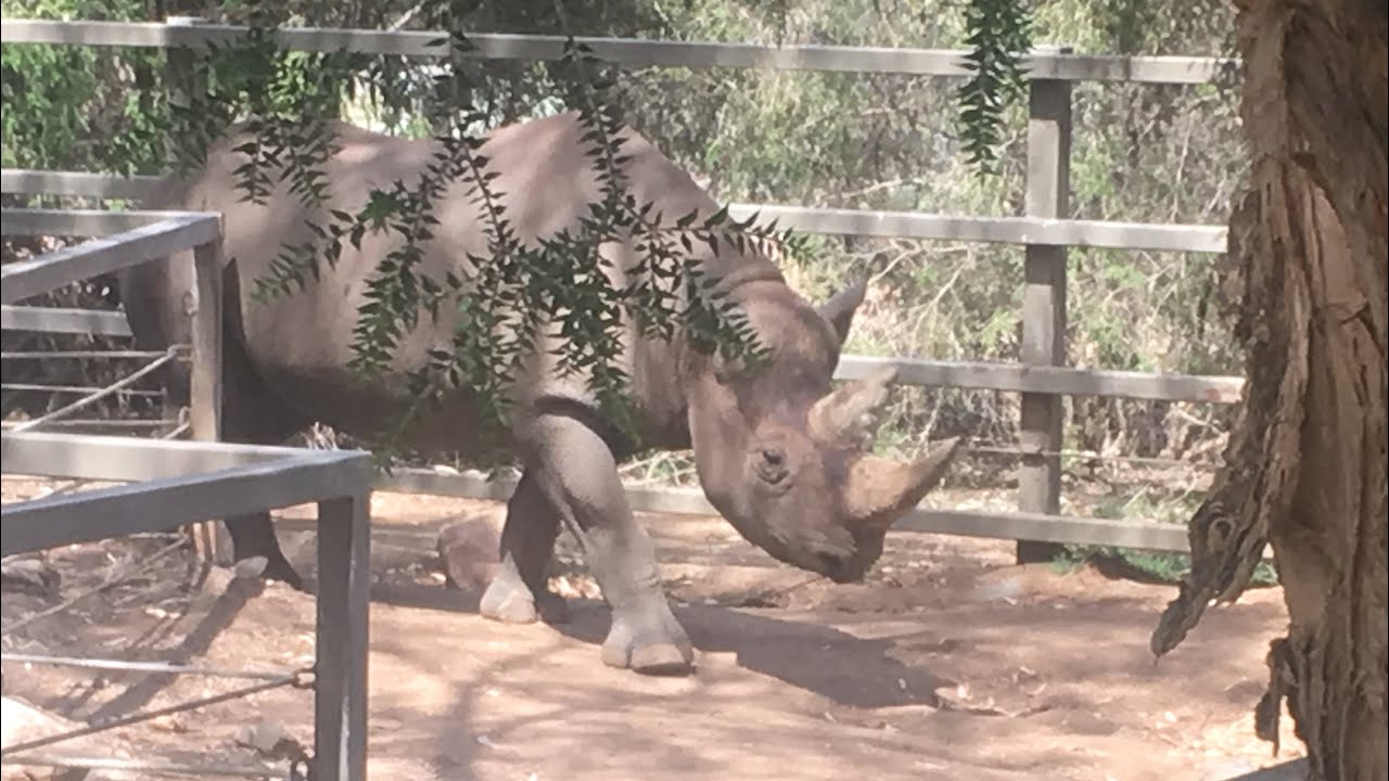 Rusty’s Trip #1 Dubbo - YouTube