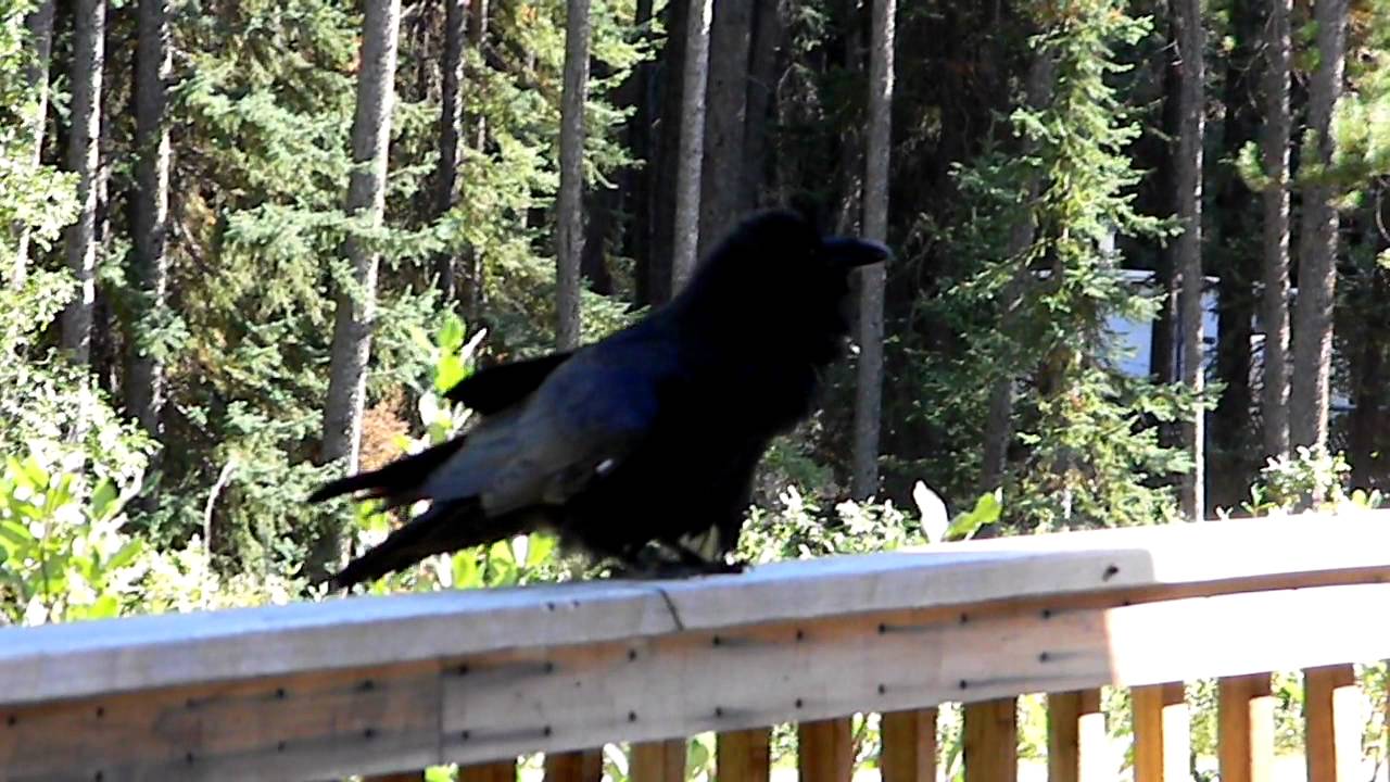 Raven Croaking - YouTube