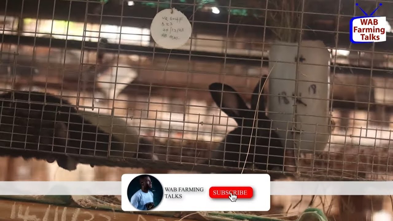 Ghana’s Biggest Rabbit Farm: A Game-Changer in Agribusiness - YouTube