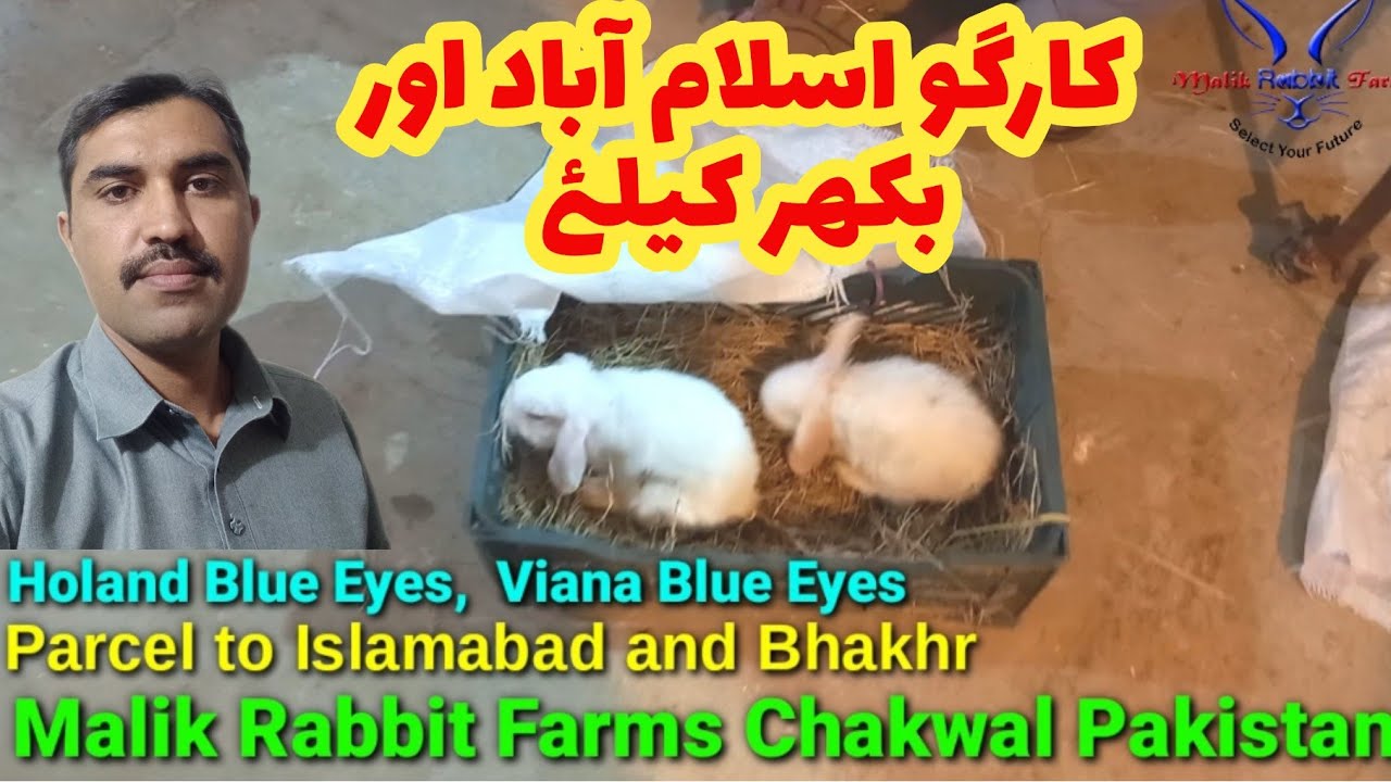 Holand blue Eyes Parcel Islamabad Bakher||Malik Rabbit Farms Chakwal ...