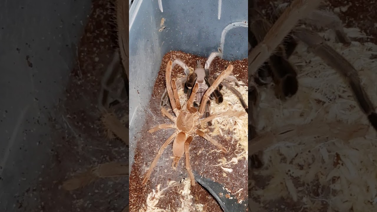 Australian Tarantulas Breeding - YouTube