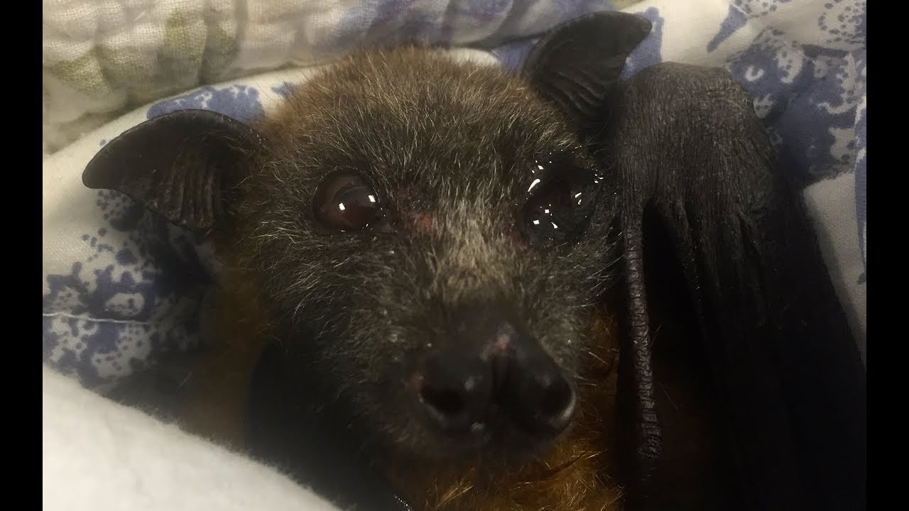 Rescuing an injured flying-fox in a tree: this is LadyByrd - YouTube