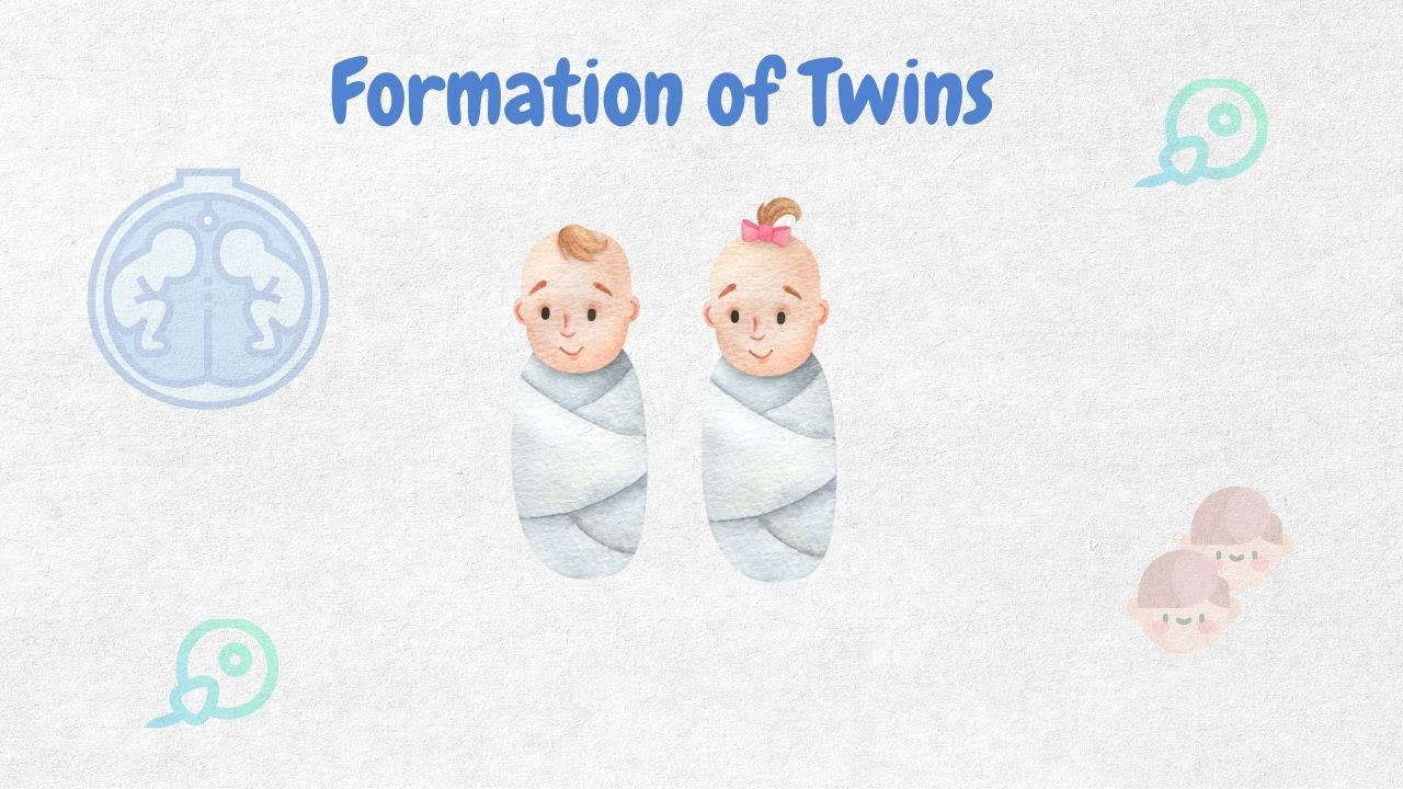 Formation of Twins ll Biology ll - YouTube