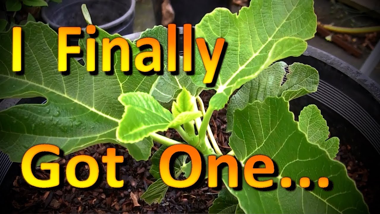 Black Madeira KK Fig Tree Unboxing and a Tour of My Humble Fig ...