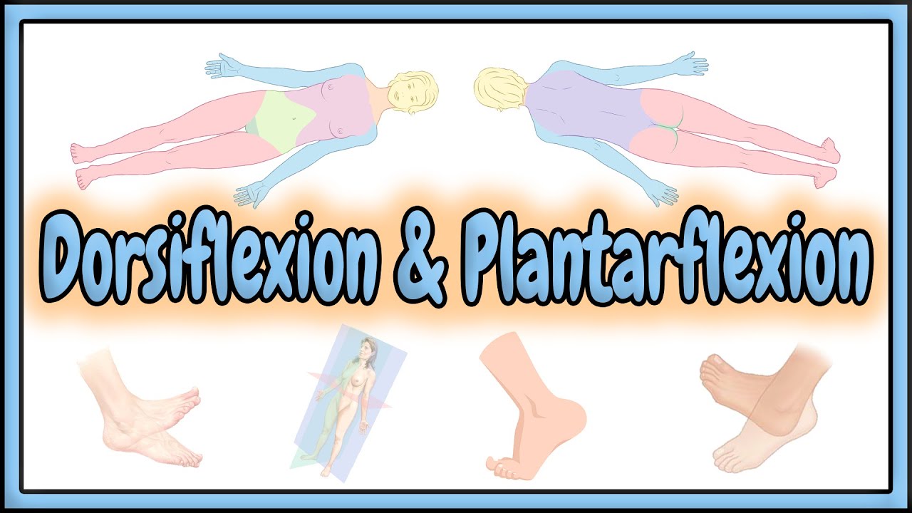 25-dorsiflexion-plantarflexion-terms-2d-animation-youtube