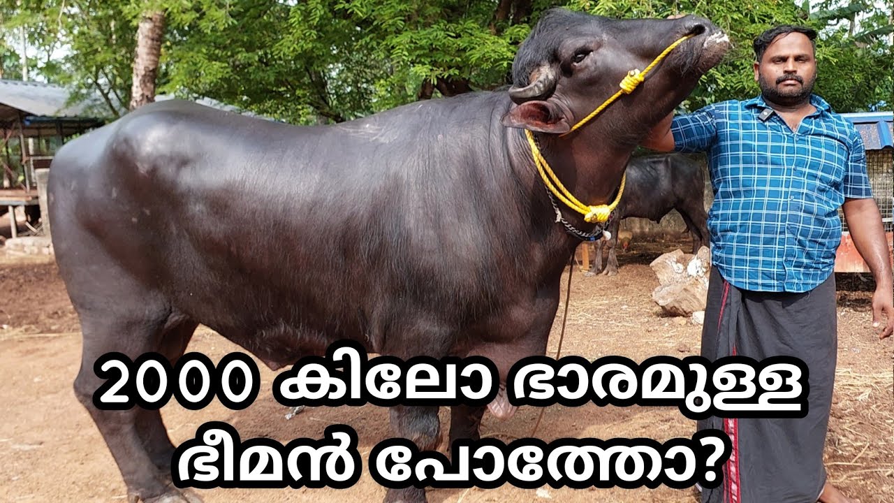 2000 കിലോ തൂക്കമുള്ള ഹെവി പോത്ത്🙄😳😳 | One of the biggest buffalo in ...