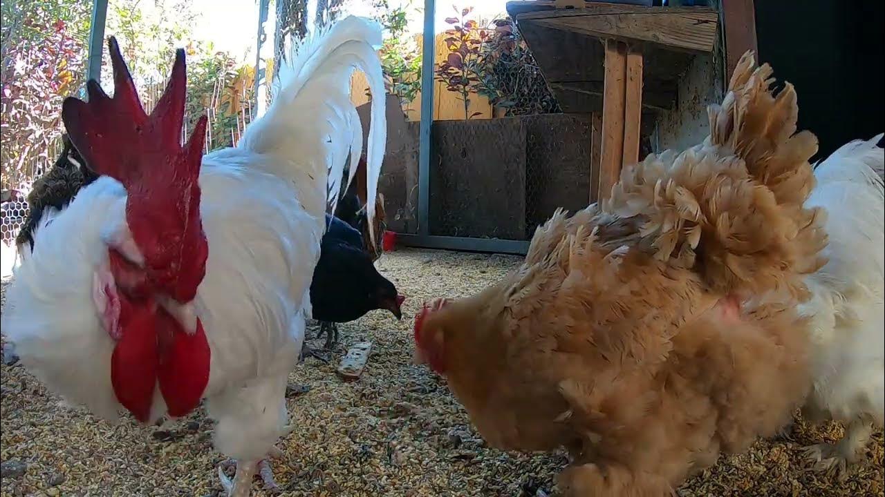 Backyard Chickens Fun Relaxing Coop Activity Sounds Noises Hens backyard-chickens-fun-relaxing-coop-activity-sounds-noises-hens