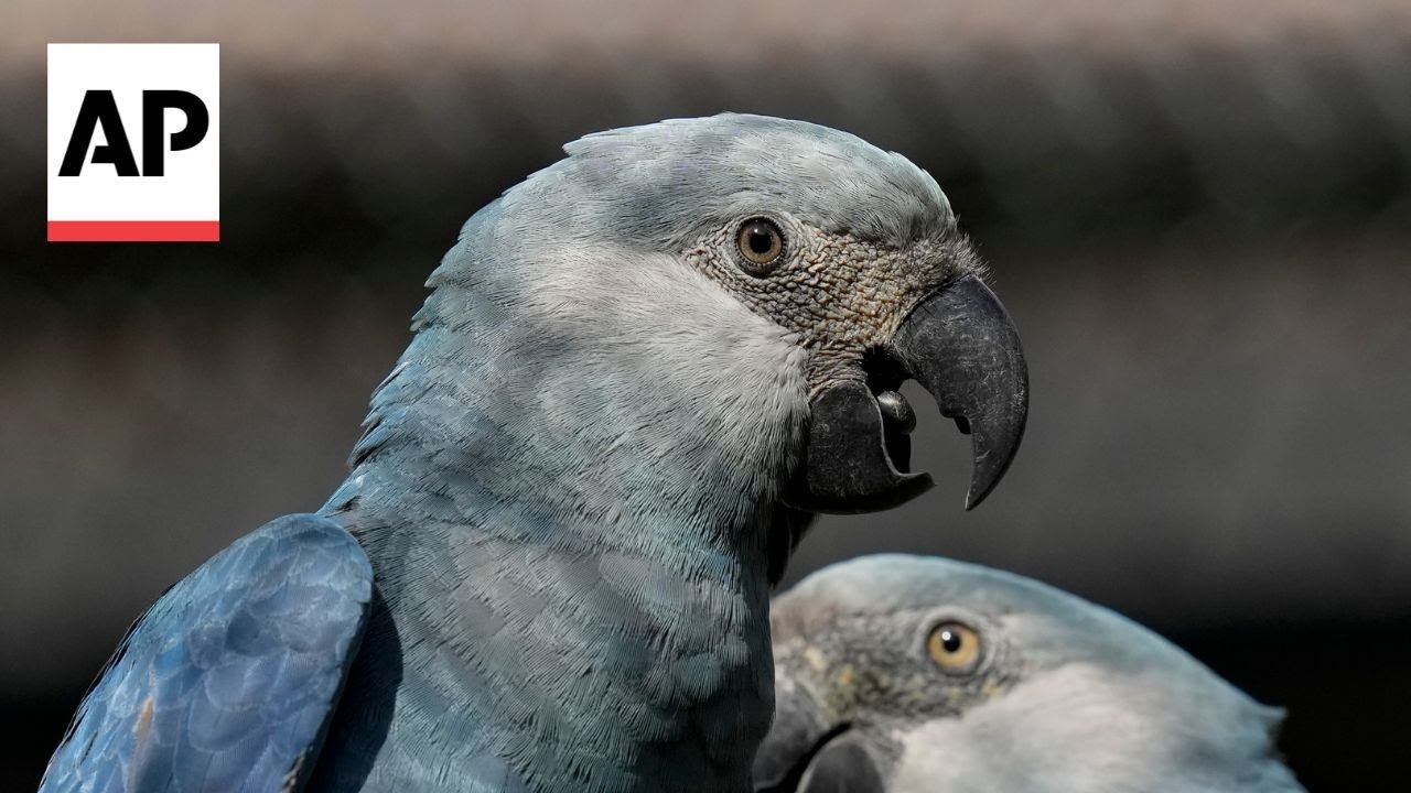 Recovery of the Spix's Macaw threatened by climate change - YouTube