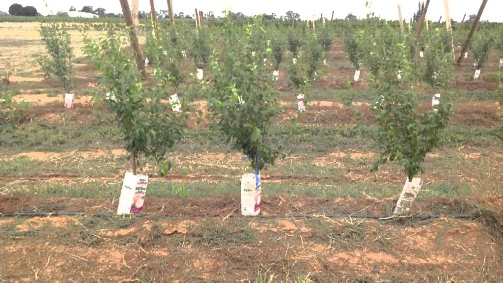 Introduction to Plum Tree Training Experiment - YouTube