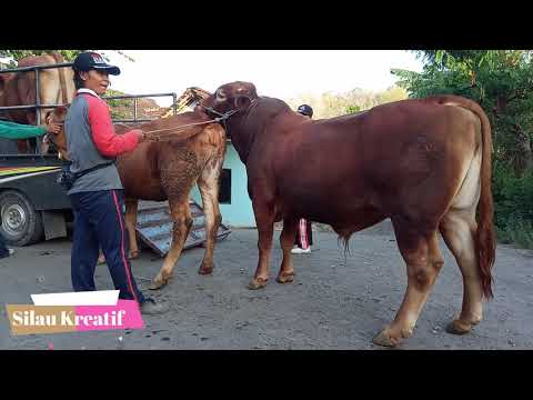Billie jean bufallo matting with young cow whiete bear