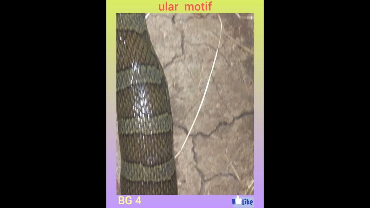 ular , ular motif - YouTube