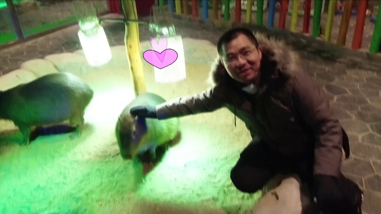 Interacting with Animals in Jilin and Harbin, China - YouTube