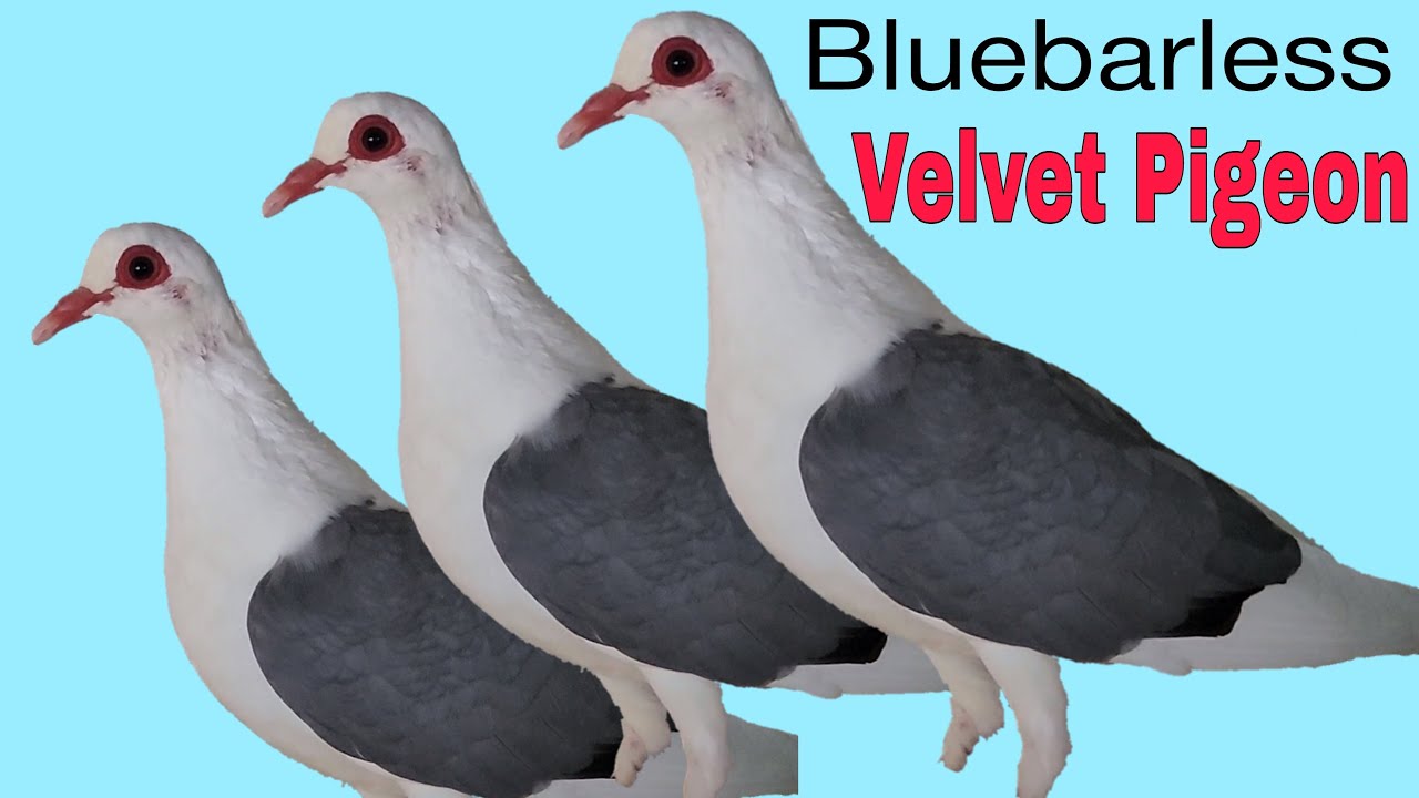 Bluebarless Velvet shield pigeon. - YouTube