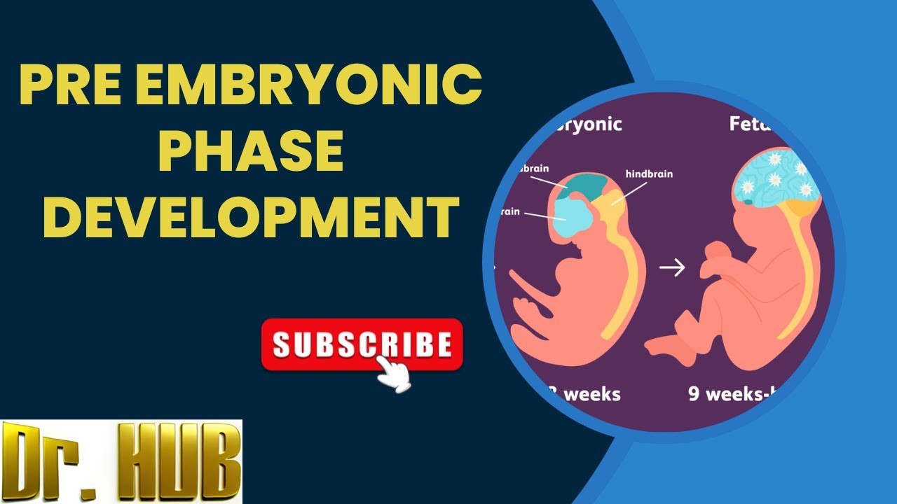 Pre embryonic phase development - YouTube