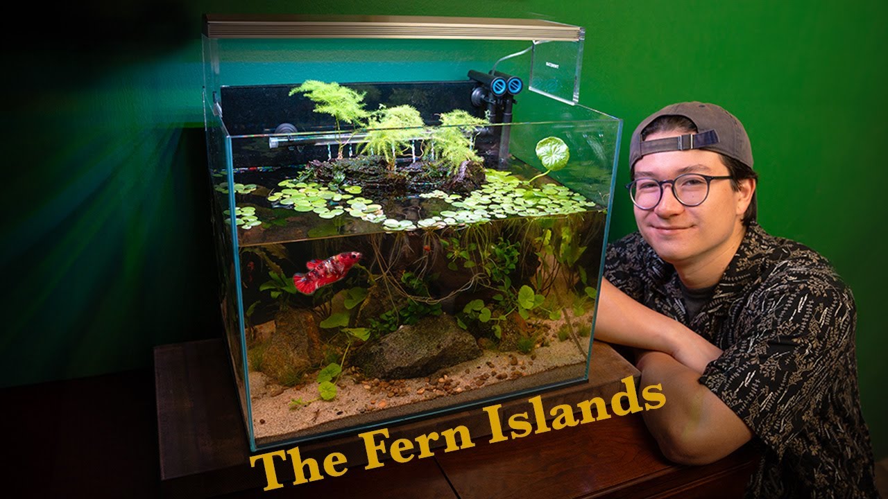 Making a Fern Island Paludarium for my Koi Betta - YouTube