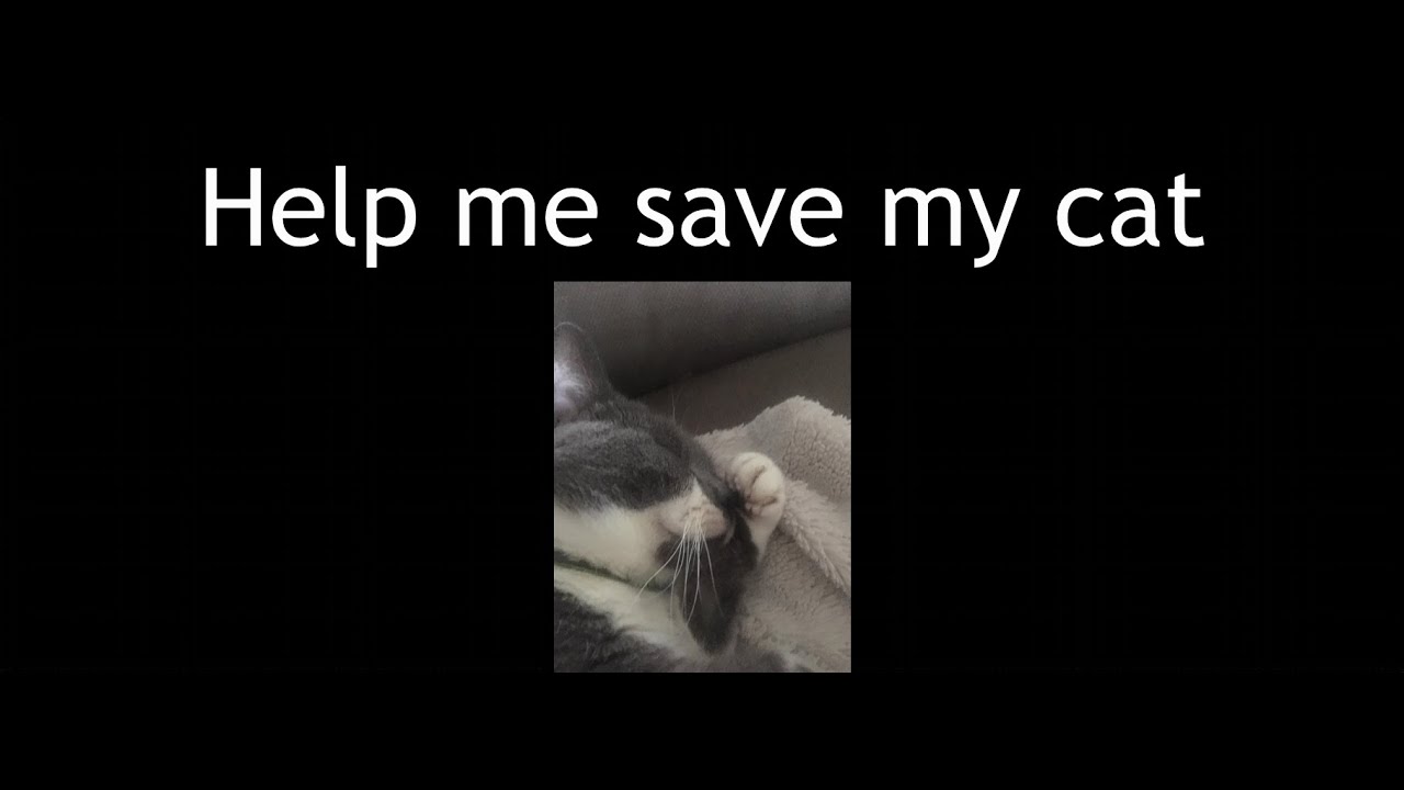 I need YOUR help to save my cat. *urgent* - YouTube