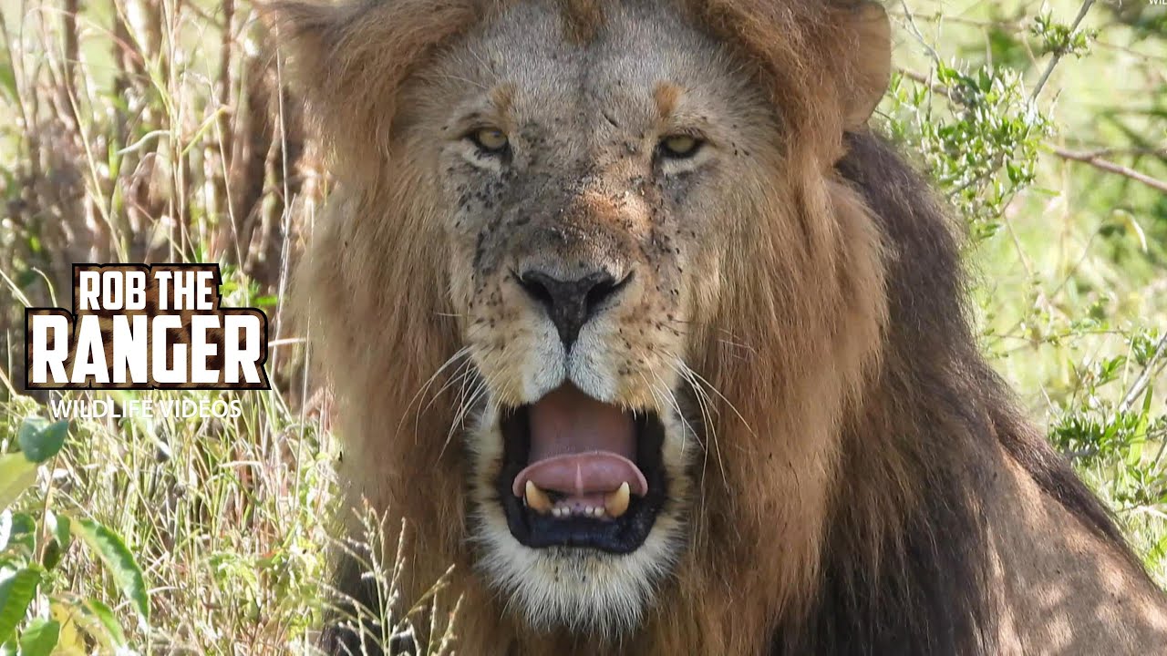 Grumpy Lion And His Pride | Lalashe Maasai Mara Safari - YouTube