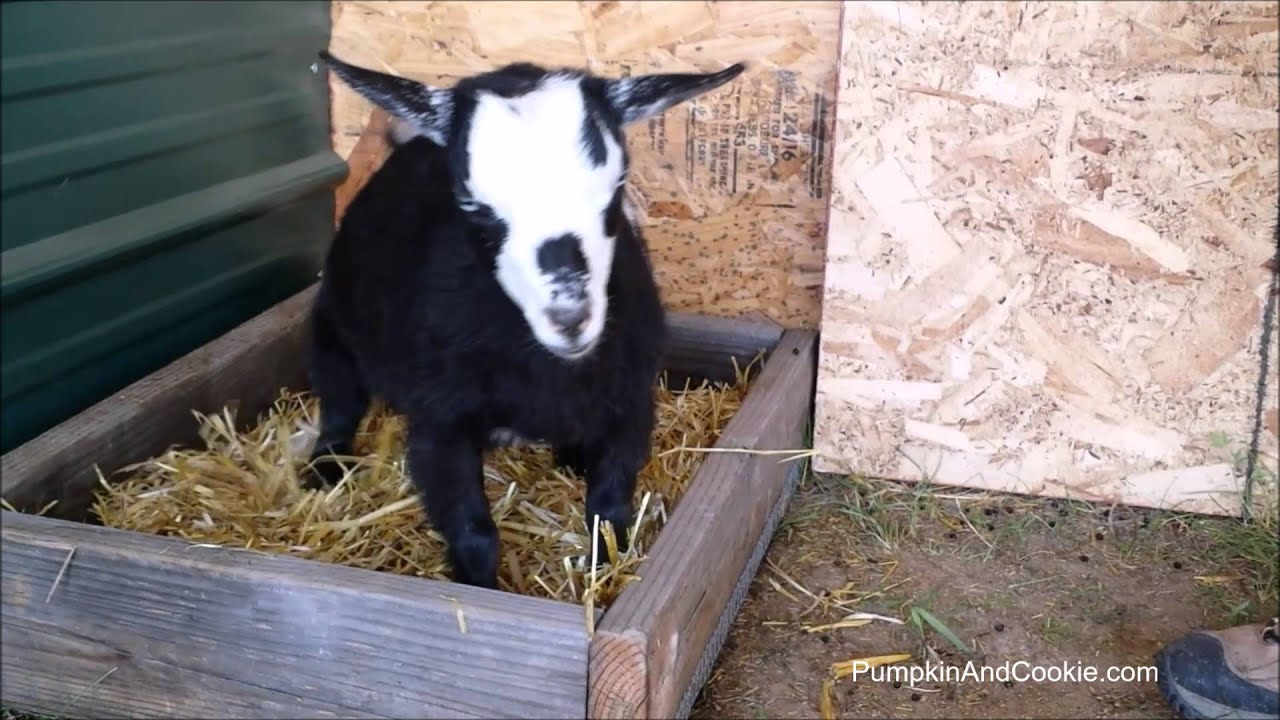 Baby Goat | Potties in Litter Box! - YouTube