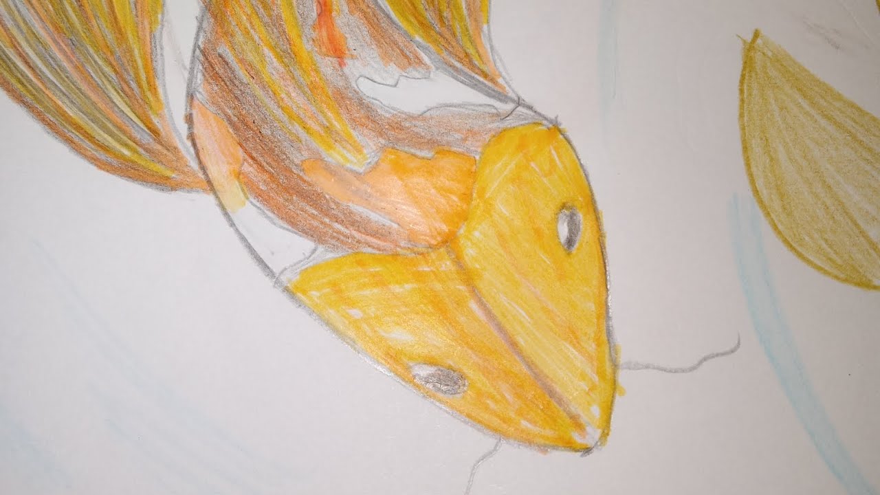 my best fish drawings - YouTube