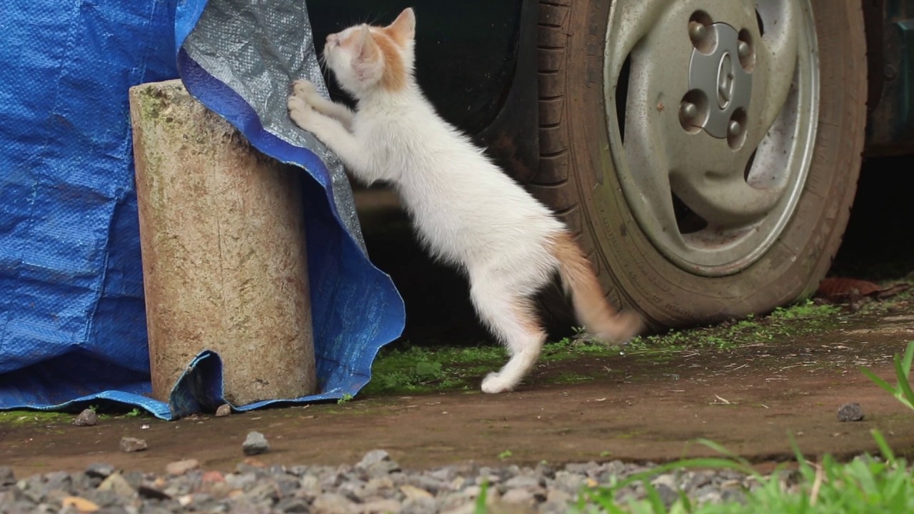 Our new Kitten, a street cat we rescued - YouTube