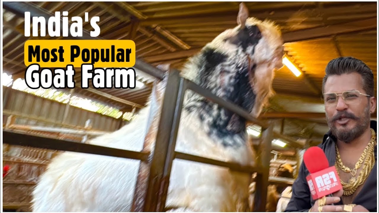 MD Goat Farm Tour of Baadaa with Biggest Andul Goats - YouTube