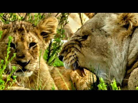 Savana'nın Kaosunda Yaşam