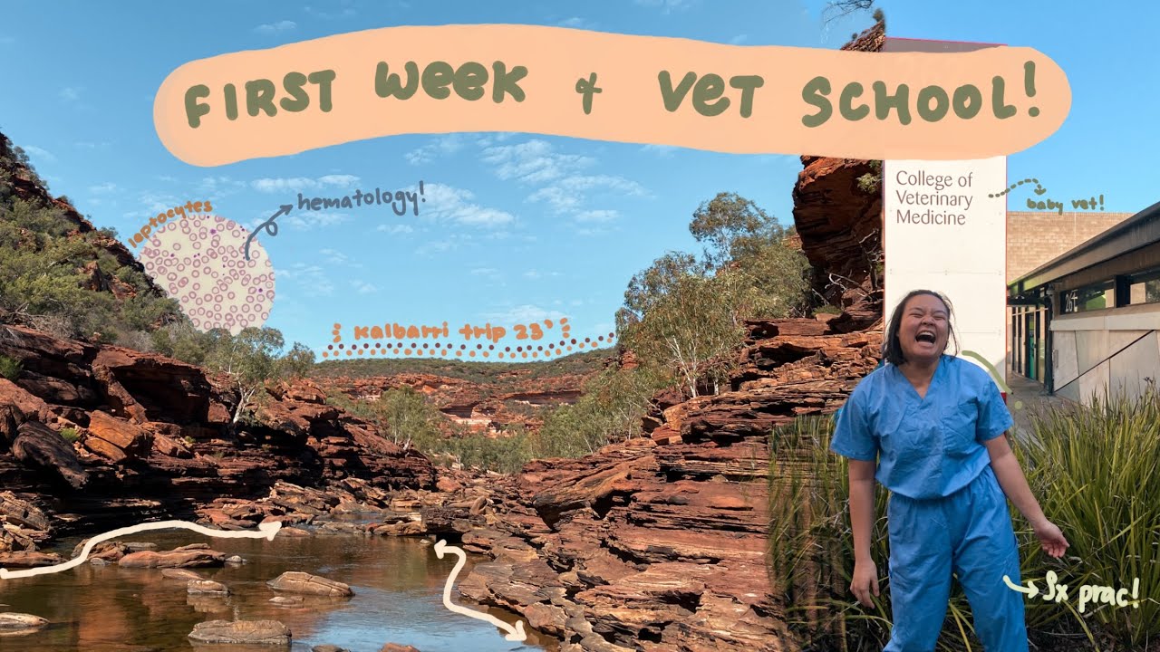 week in life of a vet school student // surgery practicals, DVM course ...