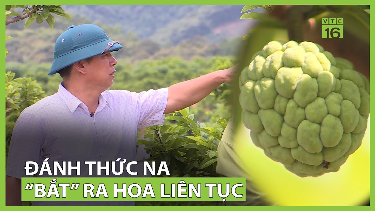 Người đánh thức giá trị cây na, bắt na ra hoa liên tục | VTC16 - YouTube