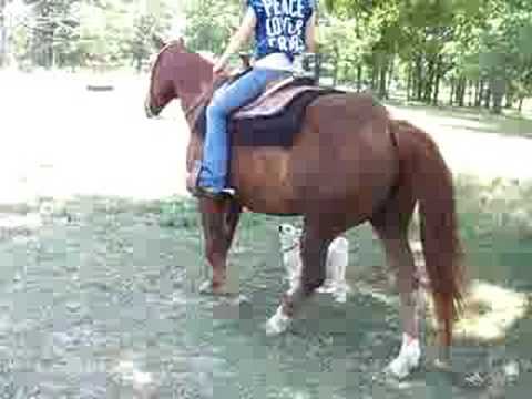 AQHA Mare Hotrodders Jet Set Broke For Sale - YouTube