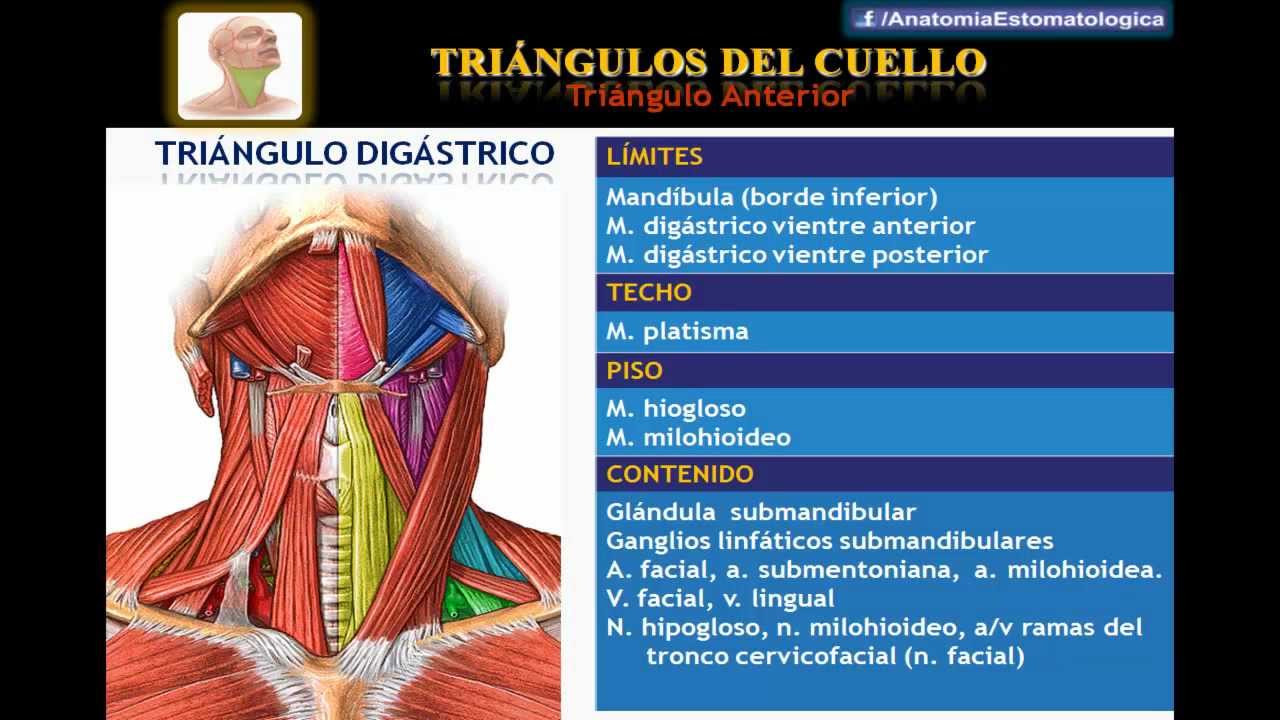 Drs. Abad & Matos - Triángulos del Cuello - YouTube