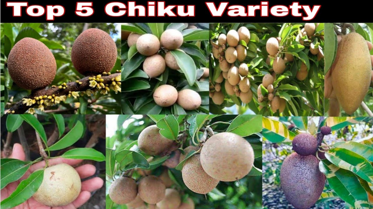 Top 5 Variety Chiku in One Video || Silver Chiku, Cricket Ball Chiku ...