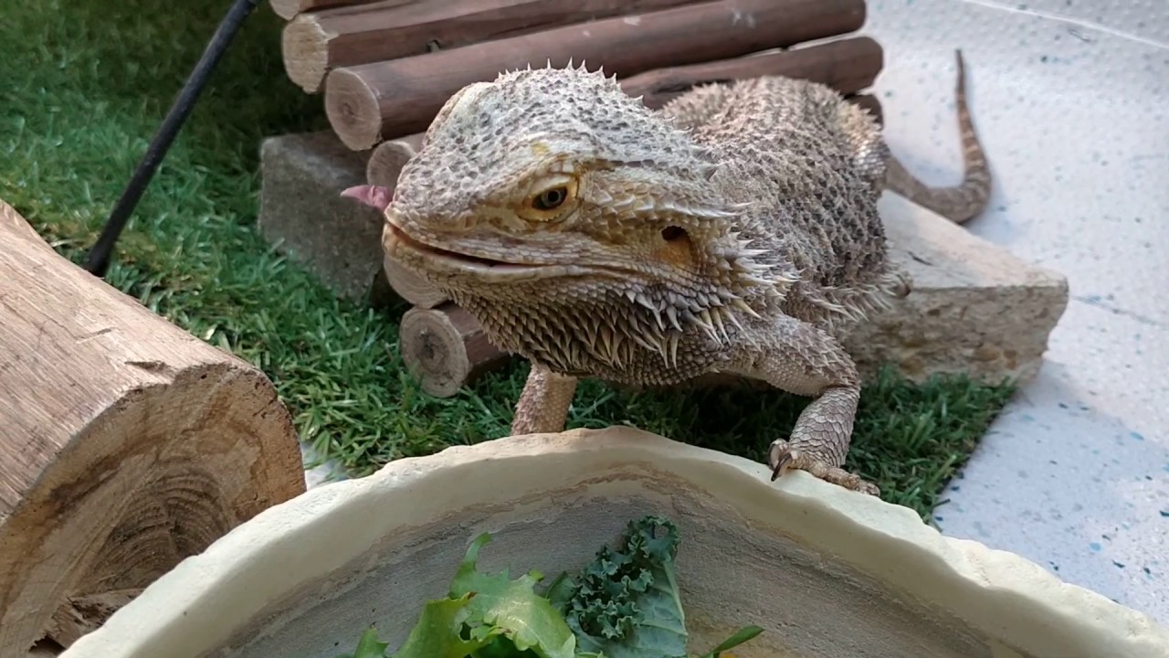 Pogo eating her tea - YouTube