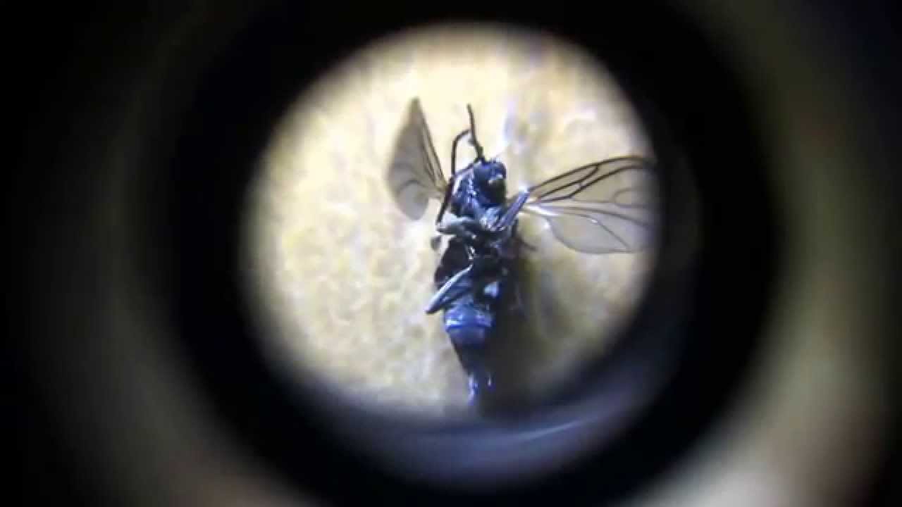 Little house fly up close. Magnified dirty fly. - YouTube