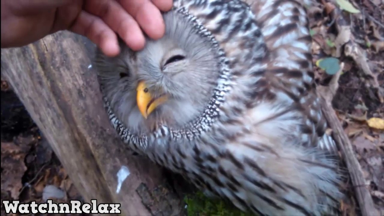 Wild Animals Showing Love to Human #6 - YouTube