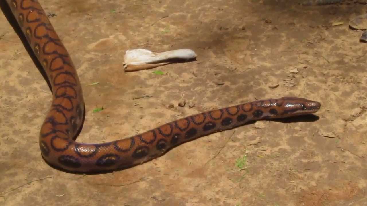 Puerto Maldonado Tambopata Amazing serpentarium tour animal snake ...