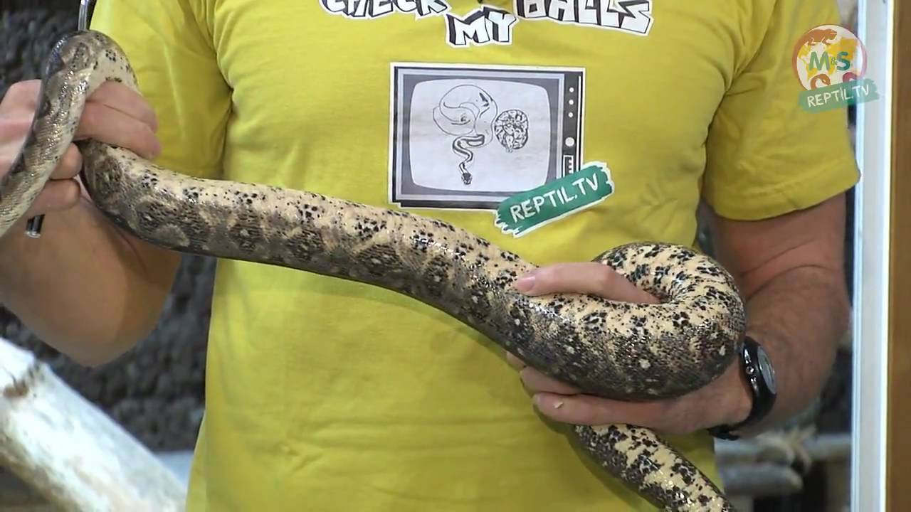 Reptil.TV - Folge 14 - Begutachtung von Schlangen - YouTube