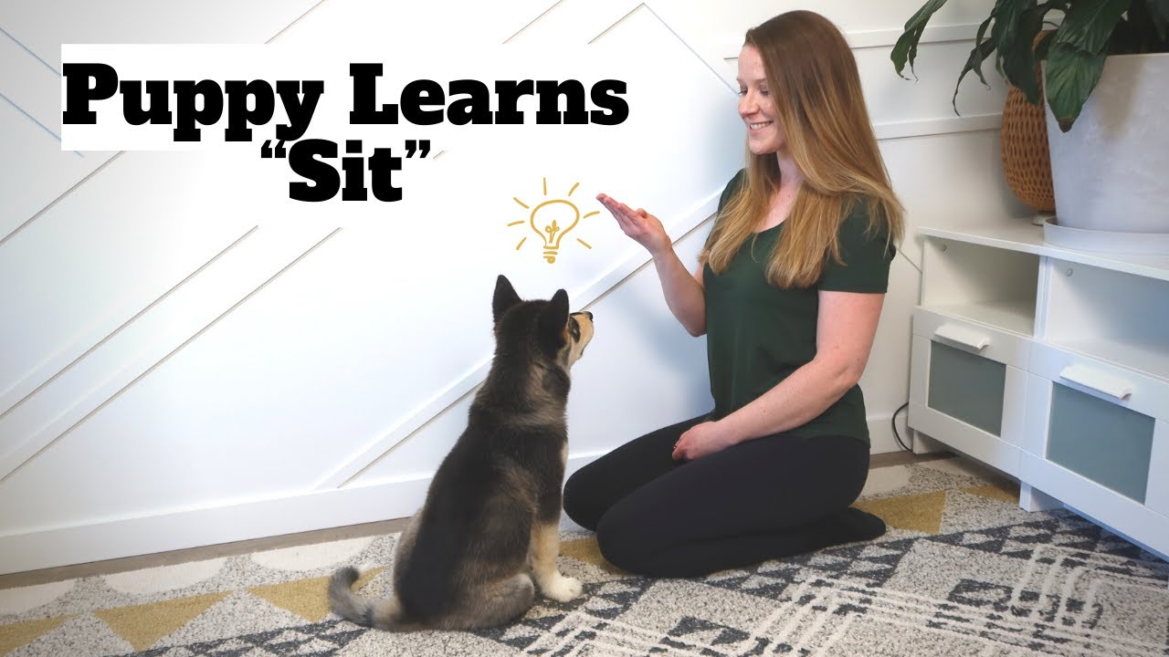 How to Train Your Puppy to Sit: Step-By-Step Tutorial - YouTube