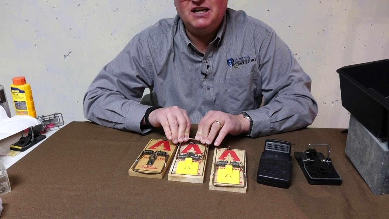 Understanding the different designs in rodent snap traps for the ...