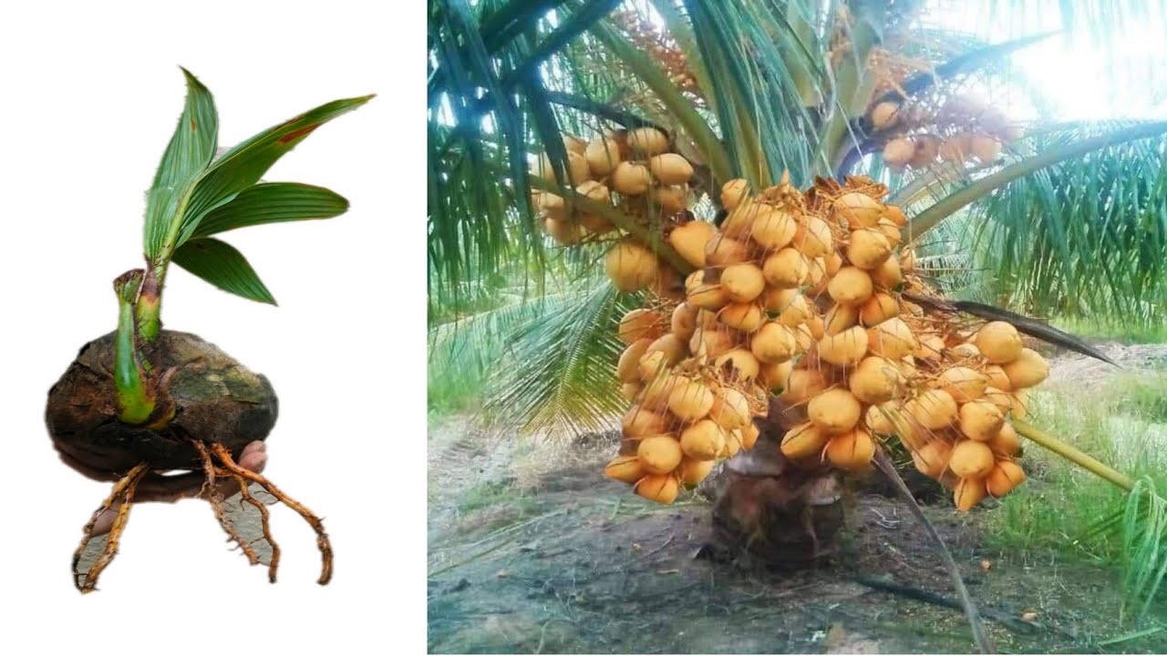 How to grow coconut plant in water and aloevera jal amezing skills ...