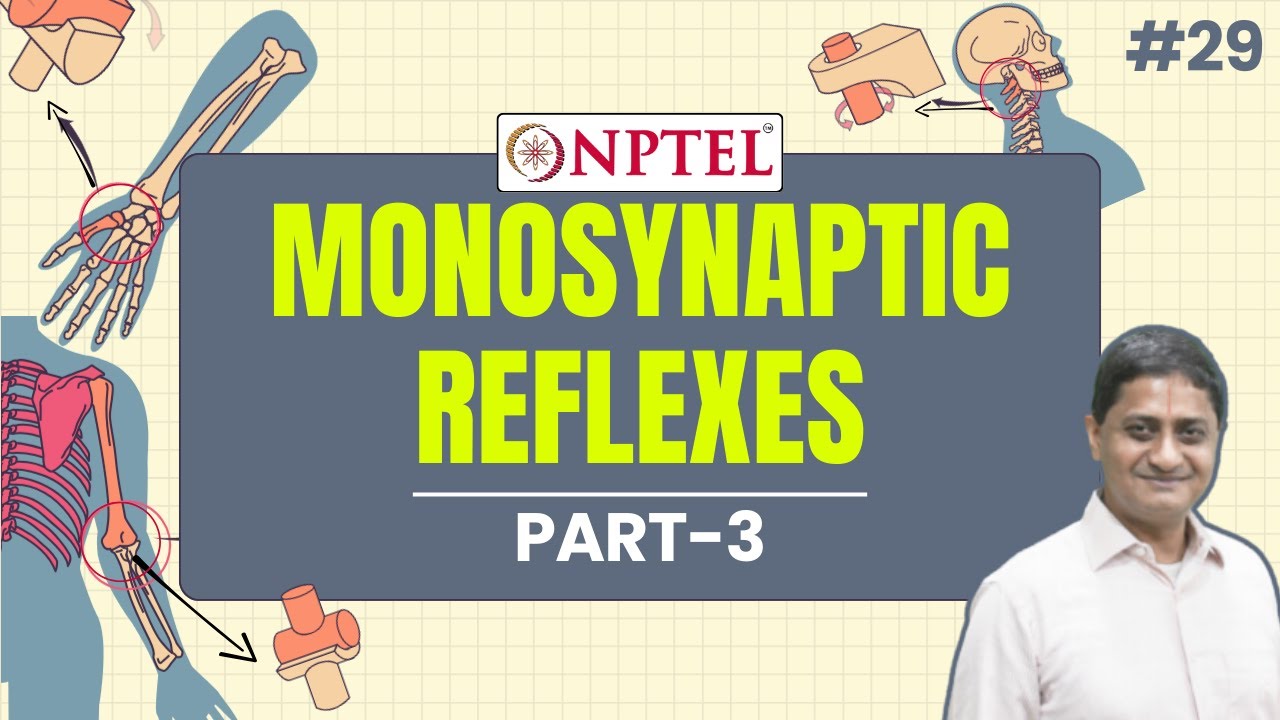 #29 Monosynaptic Reflexes | Part 3 | Neuroscience of Human Movement ...