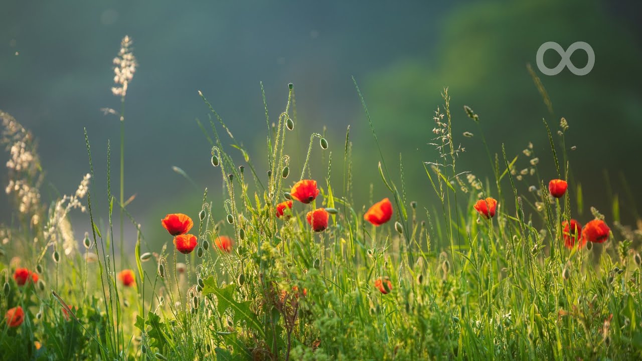 Beautiful Relaxing Music - Piano Music & Guitar Music, Meditation Music ...